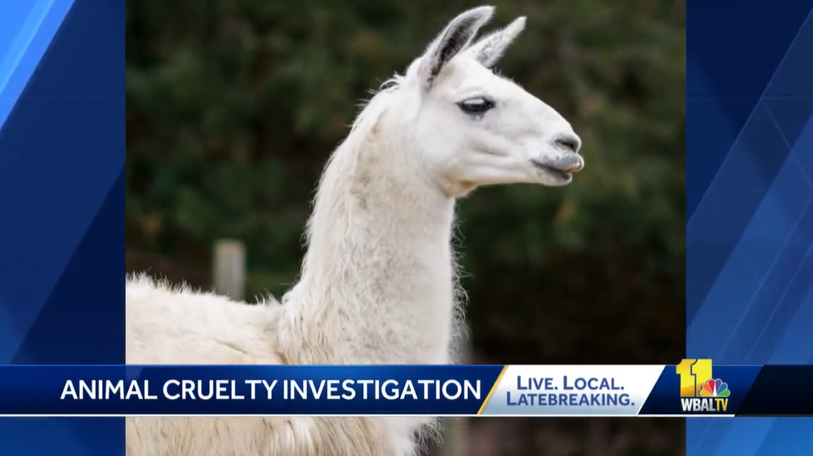 Investigation underway after a llama found with shattered leg bones had ...