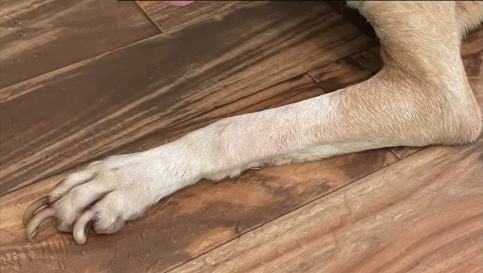 JOSEPH ALEX FARKAS arrested for intentionally starving his dogs ...