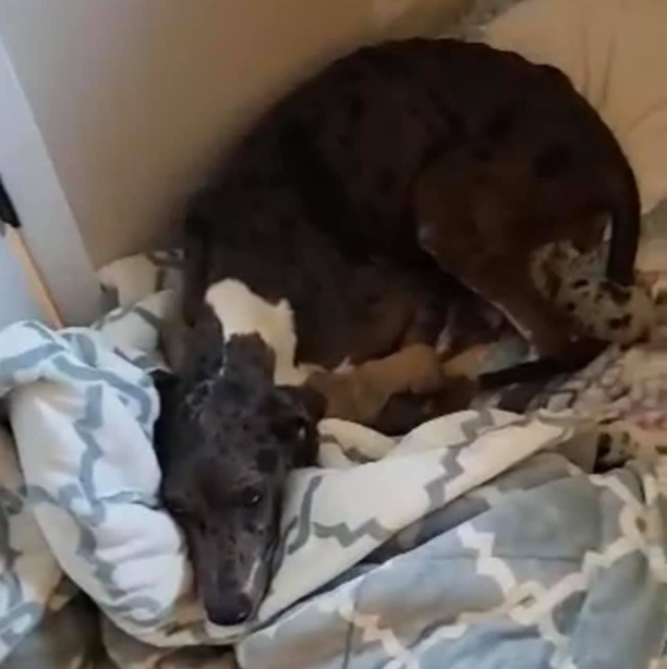 JAYLA ROGERS arrested on five counts of animal cruelty - Voice For Us