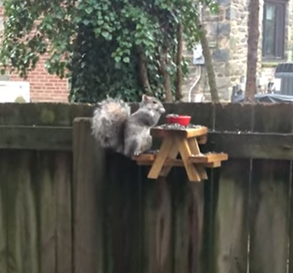 Rick Kalinowski built a mini picnic table in his yard for squirrels to ...