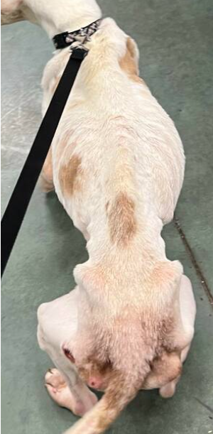 CHRISTOPHER LEE DONITHAN facing charges after an extremely emaciated ...