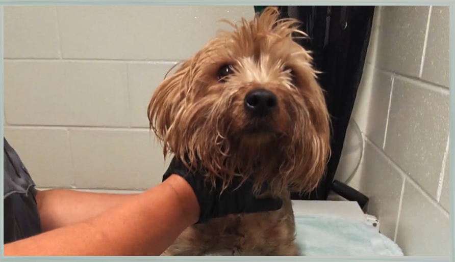 ROBERT and NICKIE BELL left their dog to die in a dumpster but will not ...