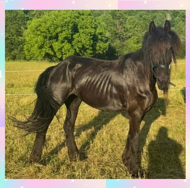 ROBERT LABRIE, owner of the Friesians of Majesty horse farm, arrested ...