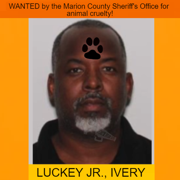 IVERY LUCKEY JR. wanted for animal cruelty after more than 80 cows were ...
