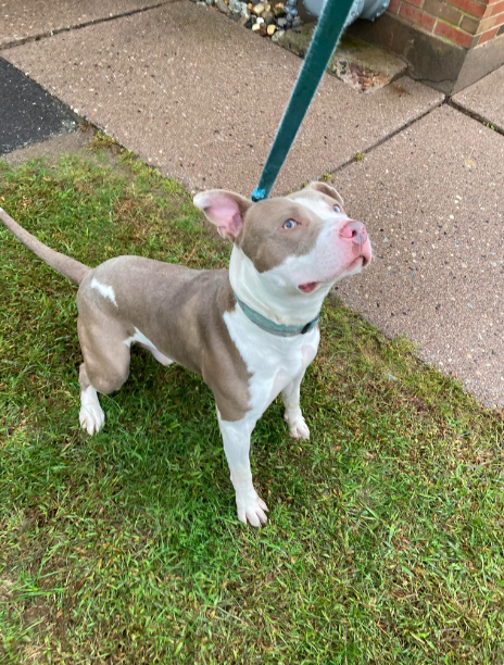 DAMIEN IVON ADDINGTON arrested - He left a Pitbull tied in a backyard ...