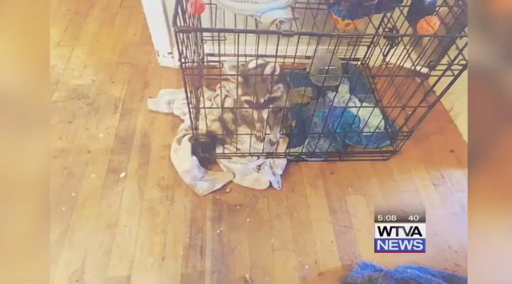 JAYLA ROGERS arrested on five counts of animal cruelty - Voice For Us