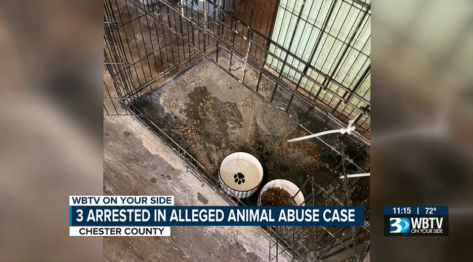 The COLLINGE family running Cat’s Paw Rescue arrested – 54 cats were ...