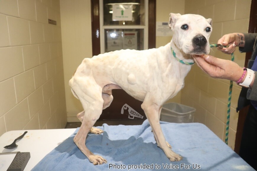MATTHEW WAYNE KEEL wanted for animal cruelty - Dogs found dead in the ...