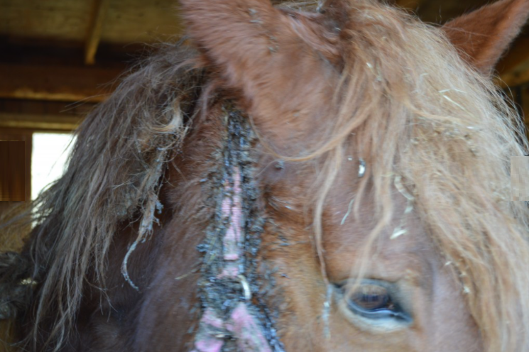 WARREN SHAW arrested after two neglected horses were found on his ...