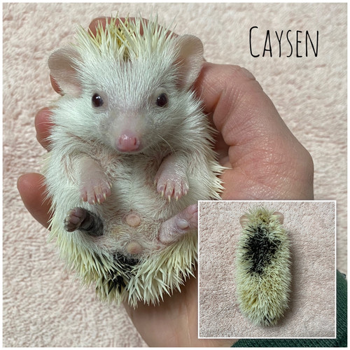 Caysen- $300 | hedgehogheaven