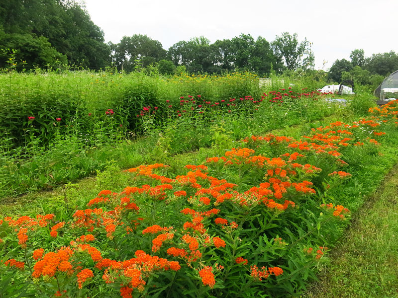 Wild Ridge Plants is Certified as River-Friendly Farm