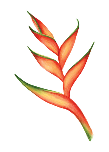 Heliconia Watercolor Painting | Whimsy Wonder World