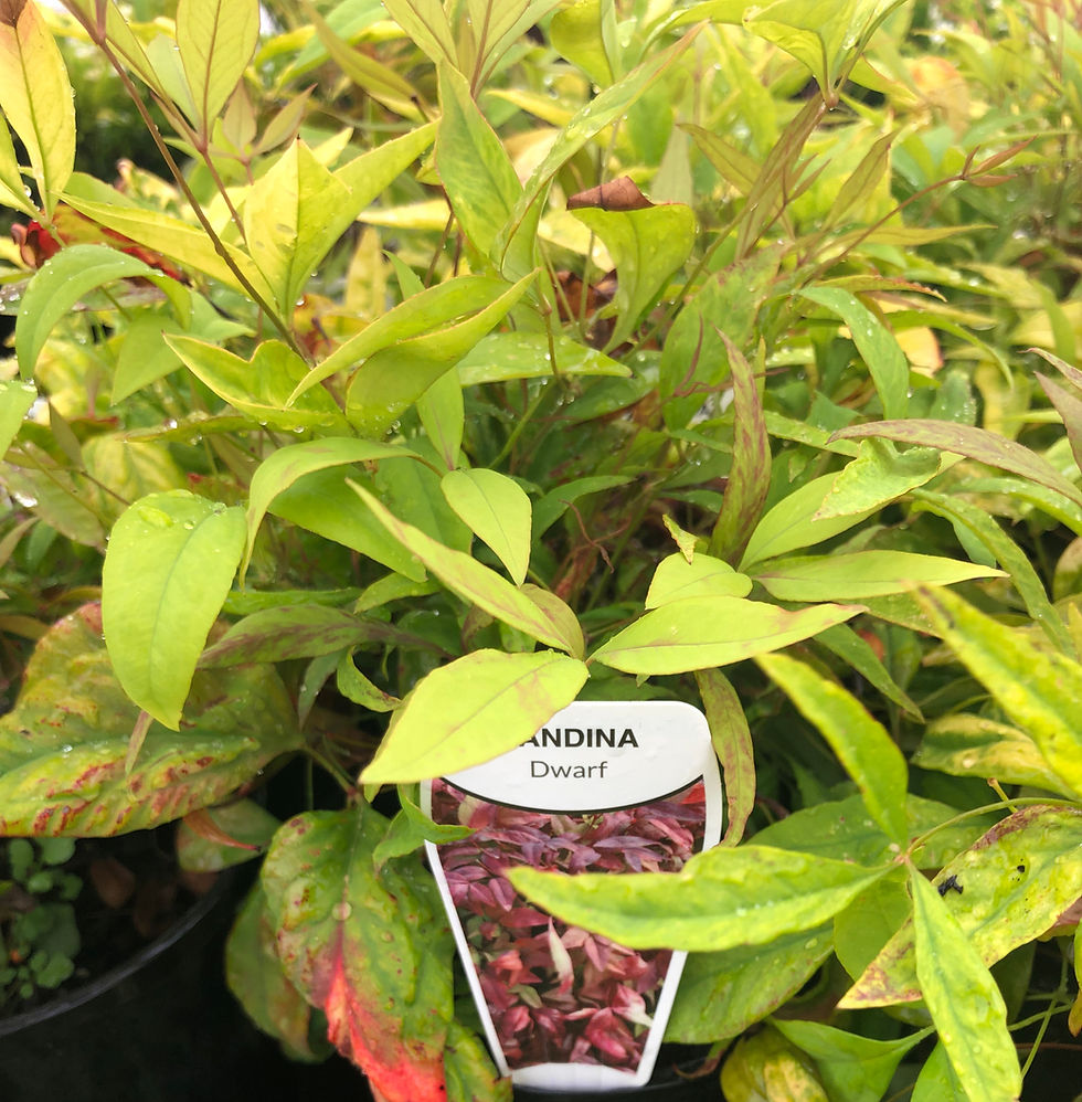 Nandina Nana Dwarf 14cm Pot Diacos Discount