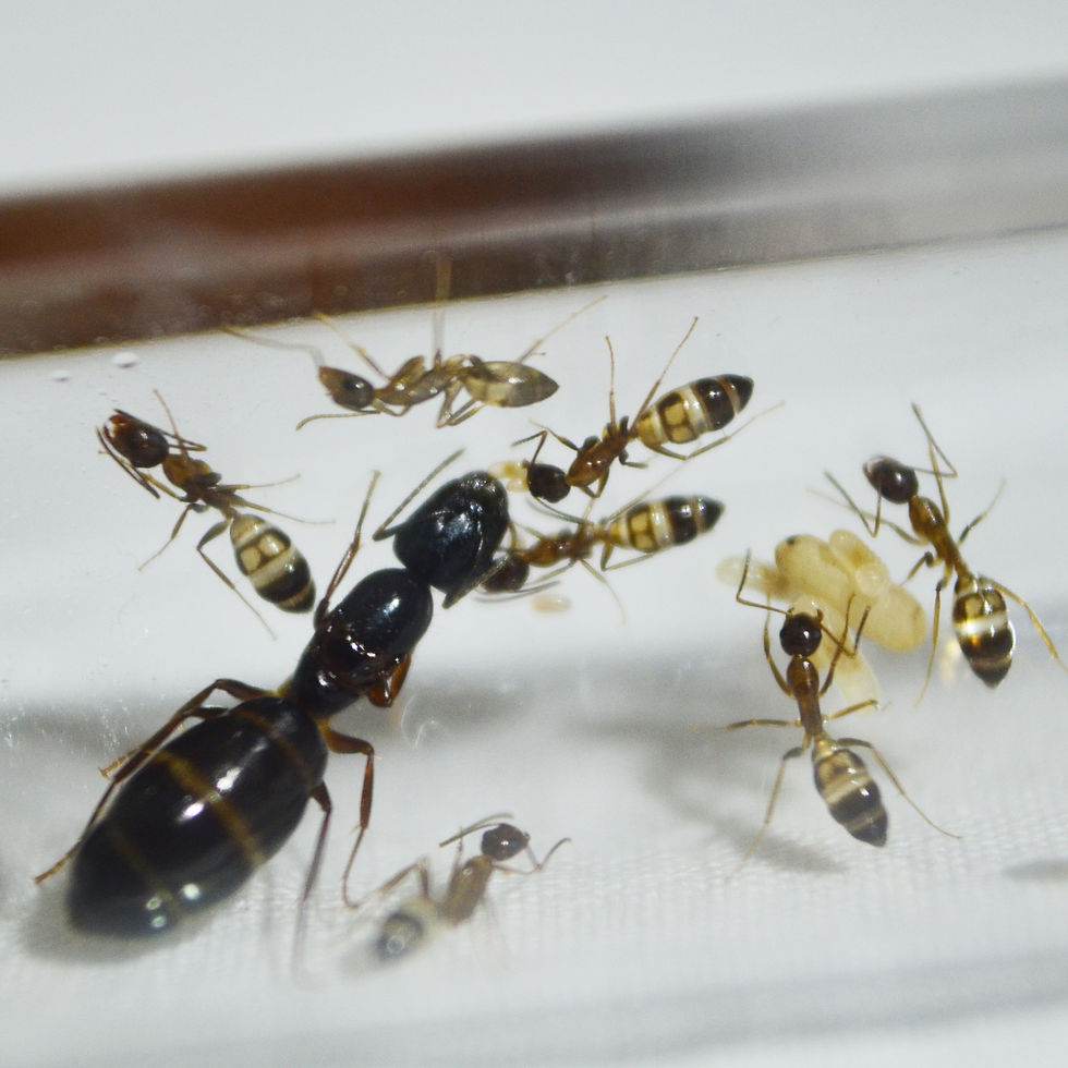 Camponotus Albosparsus for sale | Antscape Malaysia