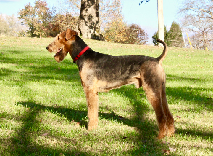 Gallery | Airedales of Tennessee