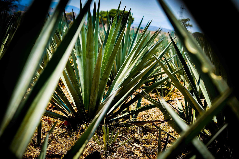 Agave Azul y Grados Brix