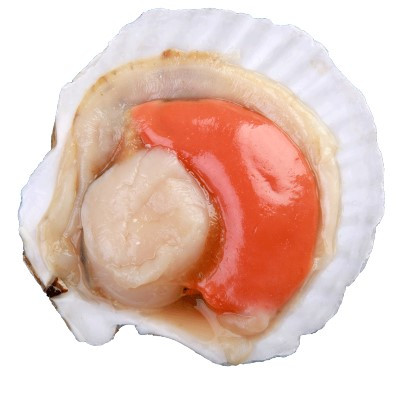 半壳扇贝 JAPANESE HALF SHELL SCALLOP (1KG/PKT) | Siong Hong Pte Ltd