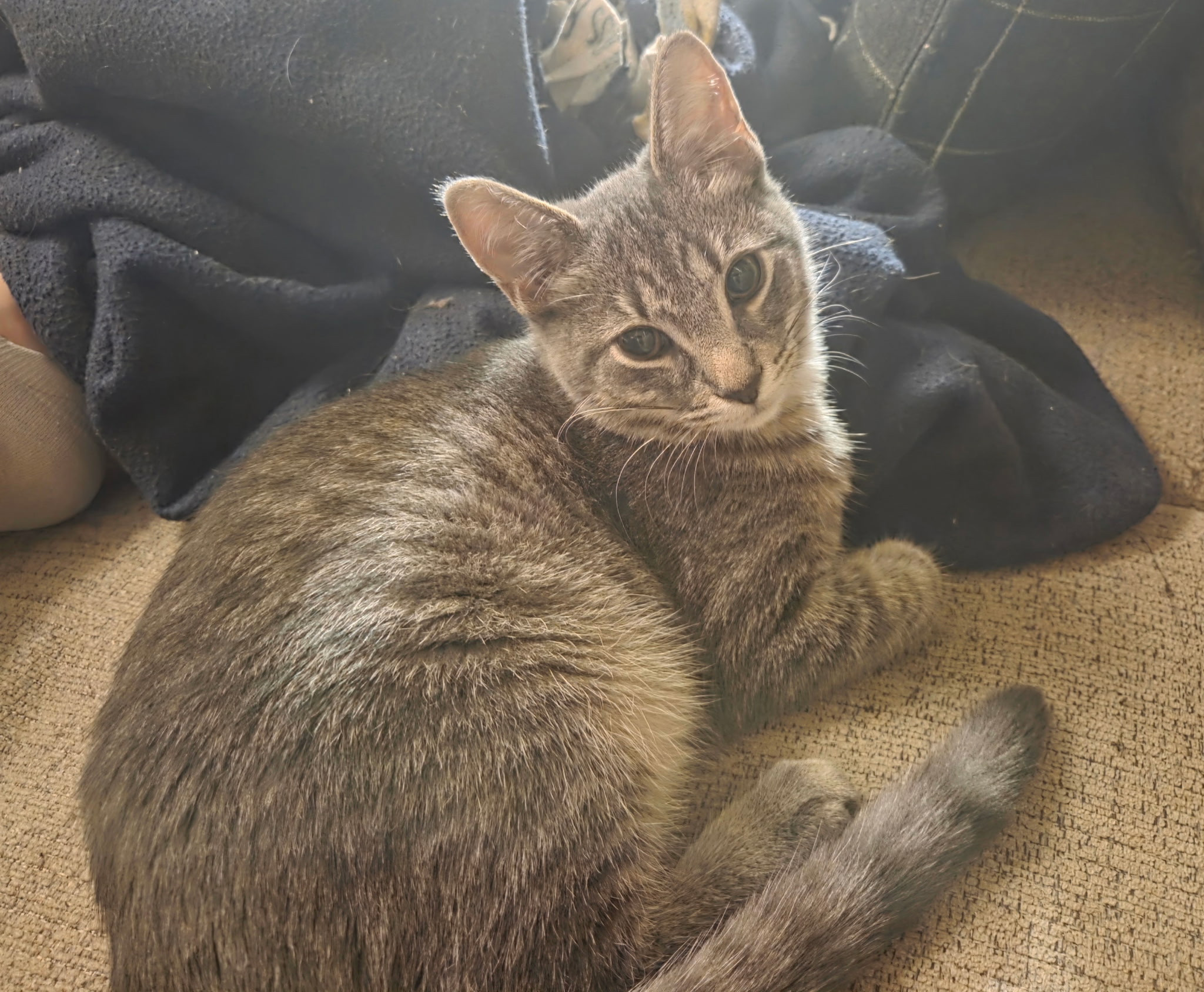 Linus | Fat Cat Rescue Inc