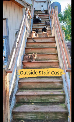 ABOUT US | Fat Cat Rescue Inc