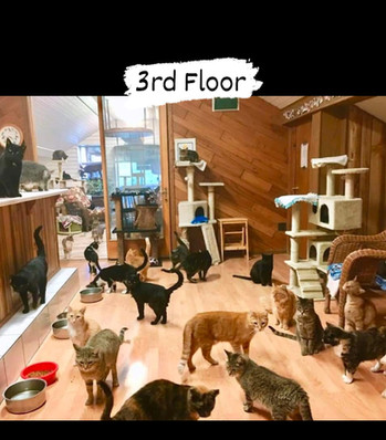 ABOUT US | Fat Cat Rescue Inc