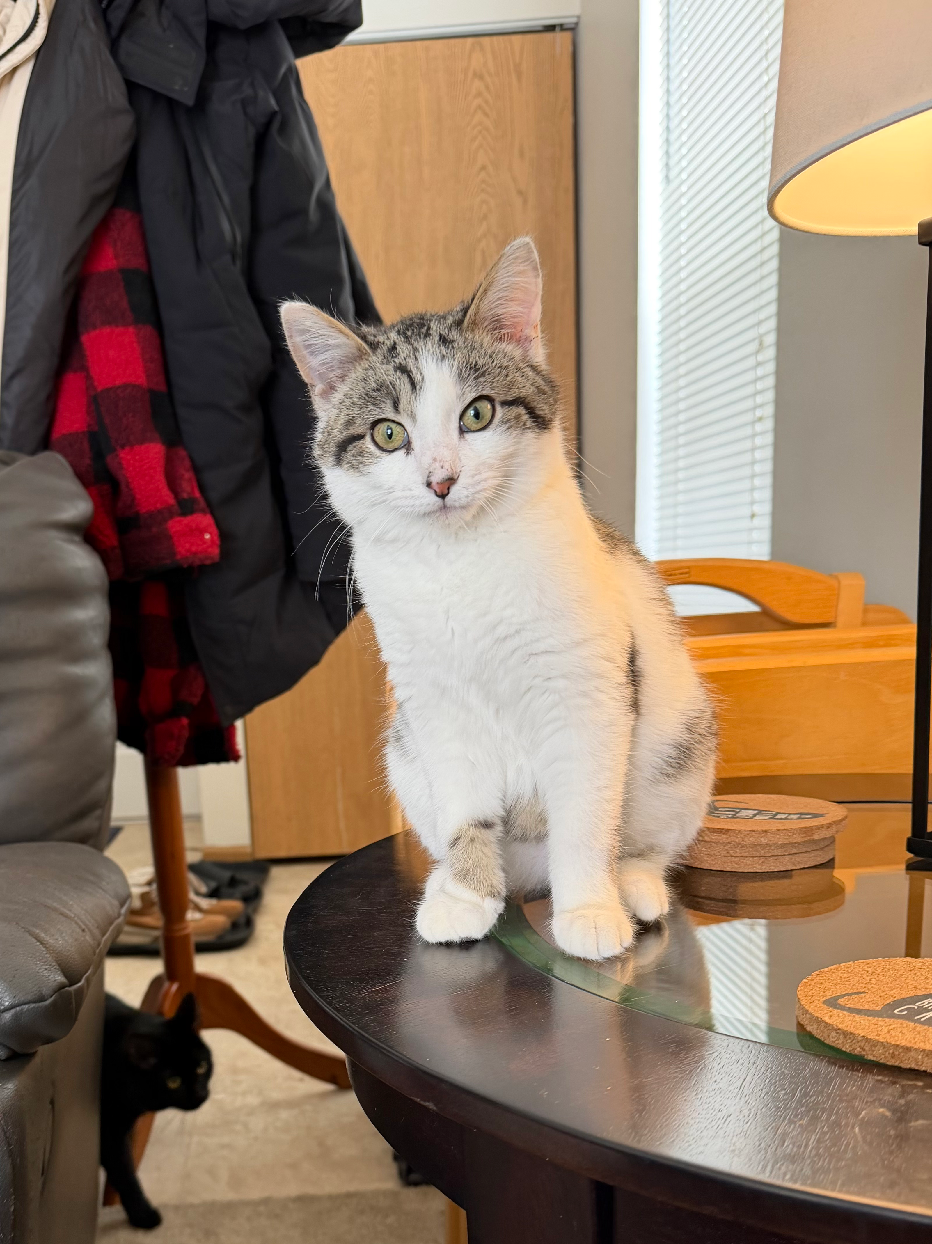 Comet | Fat Cat Rescue Inc