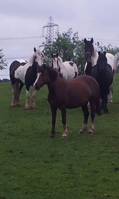 About | Woodend Riding Centre