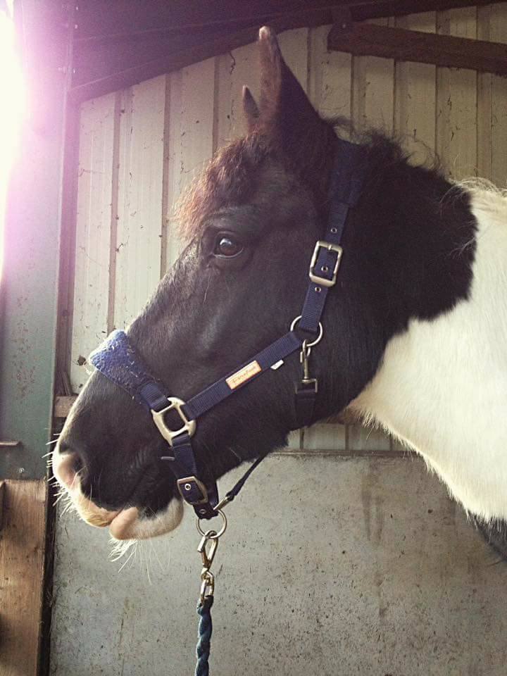 About | Woodend Riding Centre