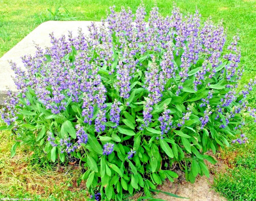 Herb Broad Leaf Sage | Biocarve Seeds
