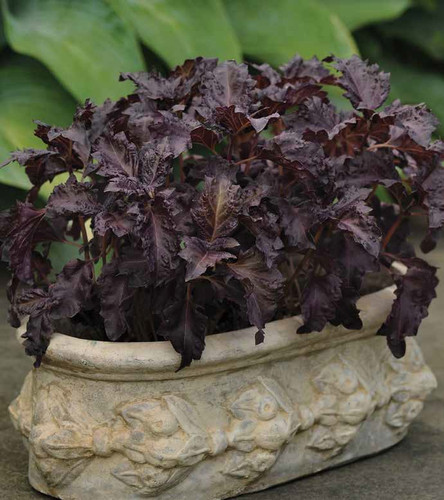 Basil Purple Ruffle | Biocarve Seeds
