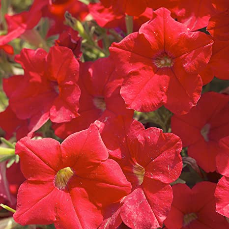 Petunia Scarlet Red | Biocarve Seeds