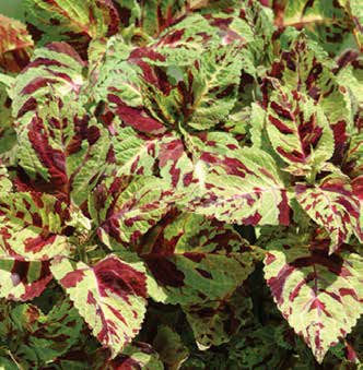 Shop | Biocarve Seeds