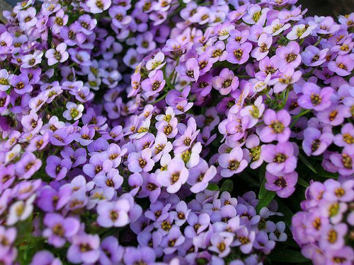 NM - Alyssum Royal Carpet Blue | Biocarve Seeds