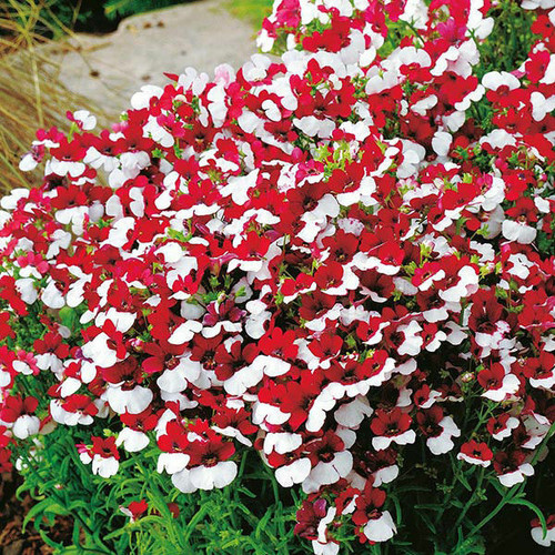 NM - Nemesia Red and White | Biocarve Seeds