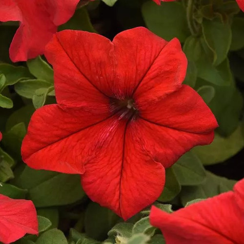 Petunia Supercascade Red | Biocarve Seeds