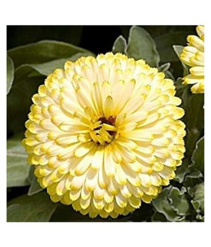 NM-Calendula officinalis Fiesta Gitana Creamy White | Biocarve Seeds