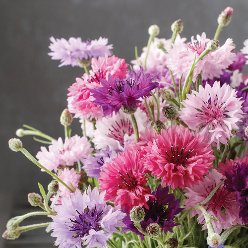 NM - Cornflower Dwarf Polka Dot Mix | Biocarve Seeds
