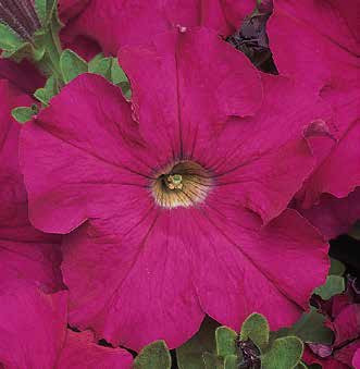 Petunia Dreams Neon Rose | Biocarve Seeds