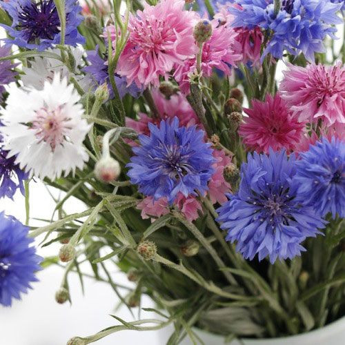 Sweet Sultan | Biocarve Seeds