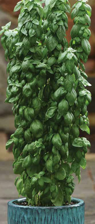 Basil Everleaf Emerald Towers | Biocarve Seeds