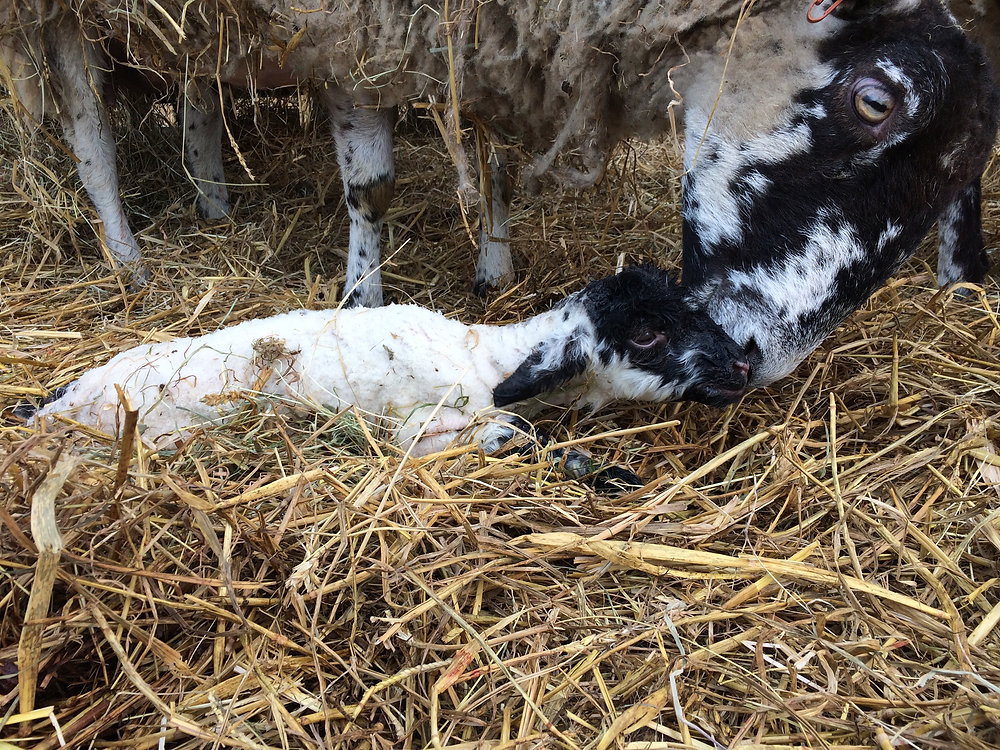 Hands-on Lambing Day