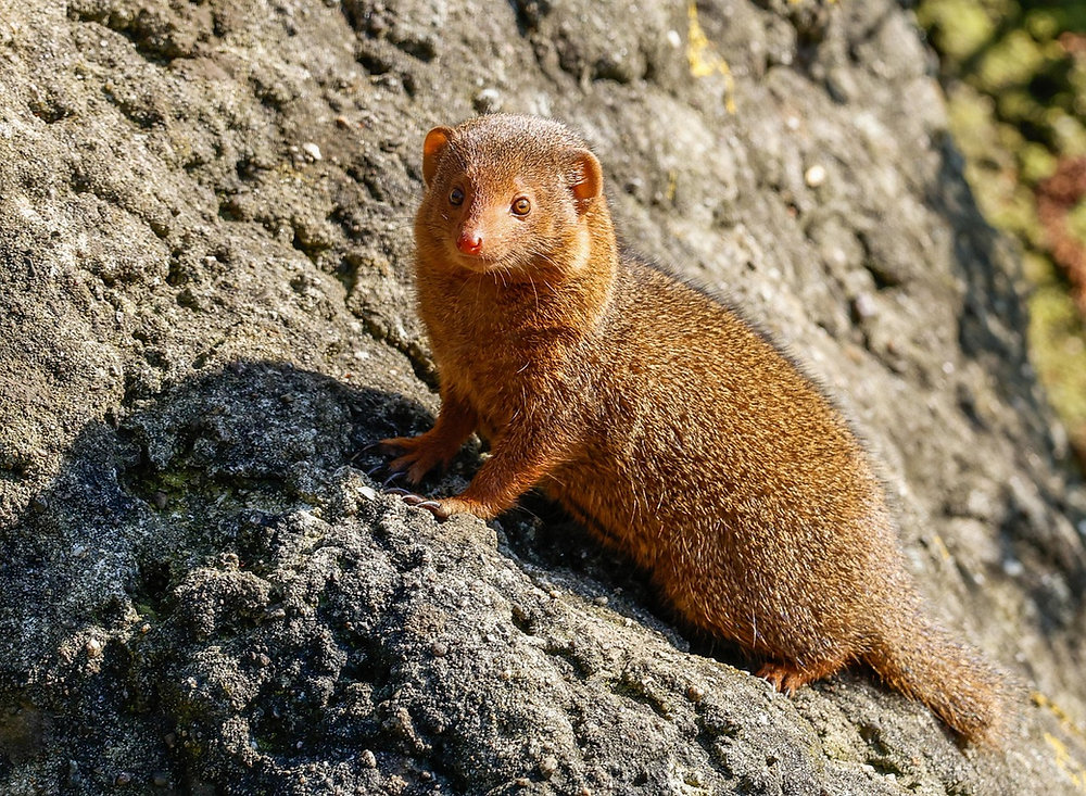 Say Hello To Africa S Smallest Carnivore The Dwarf Mongoose