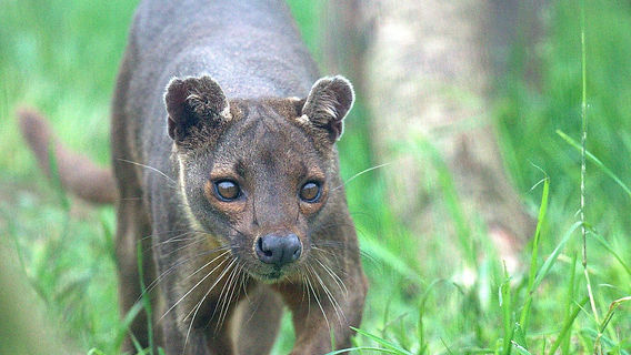 fossa aniamle