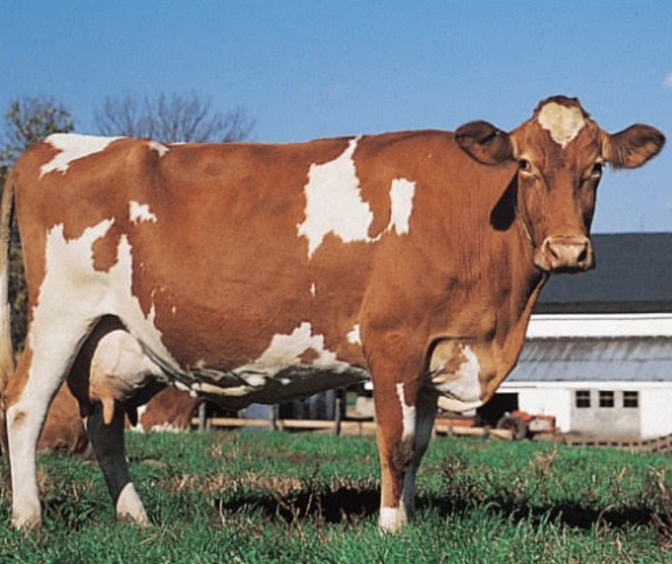 The Guernsey Cow