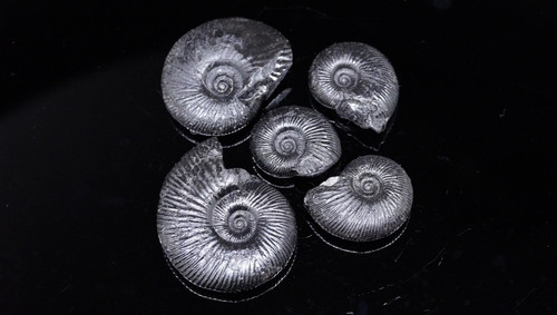 Idoceras SET - Mexico | Bavarian Fossils