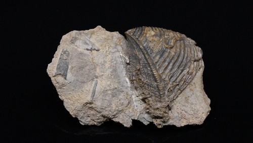 Trigonia - Sengenthal, Bayern | Bavarian Fossils