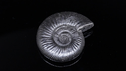 Idoceras sp. - Mexico | Bavarian Fossils