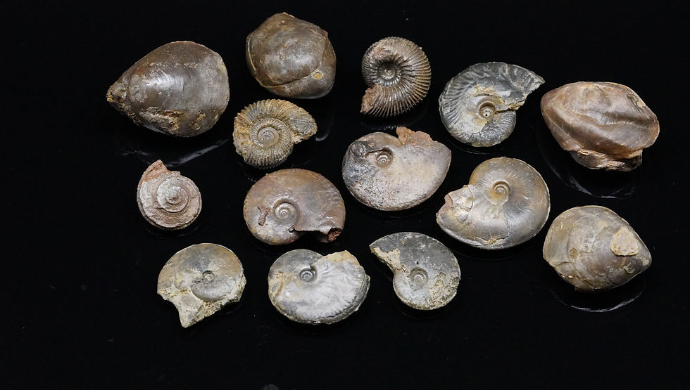 Set div. Fossilien - Sengenthal, Bayern | Bavarian Fossils Set div. Fossilien - Sengenthal, Bayern | Bavarian Fossils