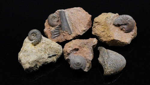 Set 5x div. Fossilien - Sengenthal, Bayern | Bavarian Fossils