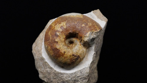 Aspidoceras - Staffelberg, Bayern | Bavarian Fossils