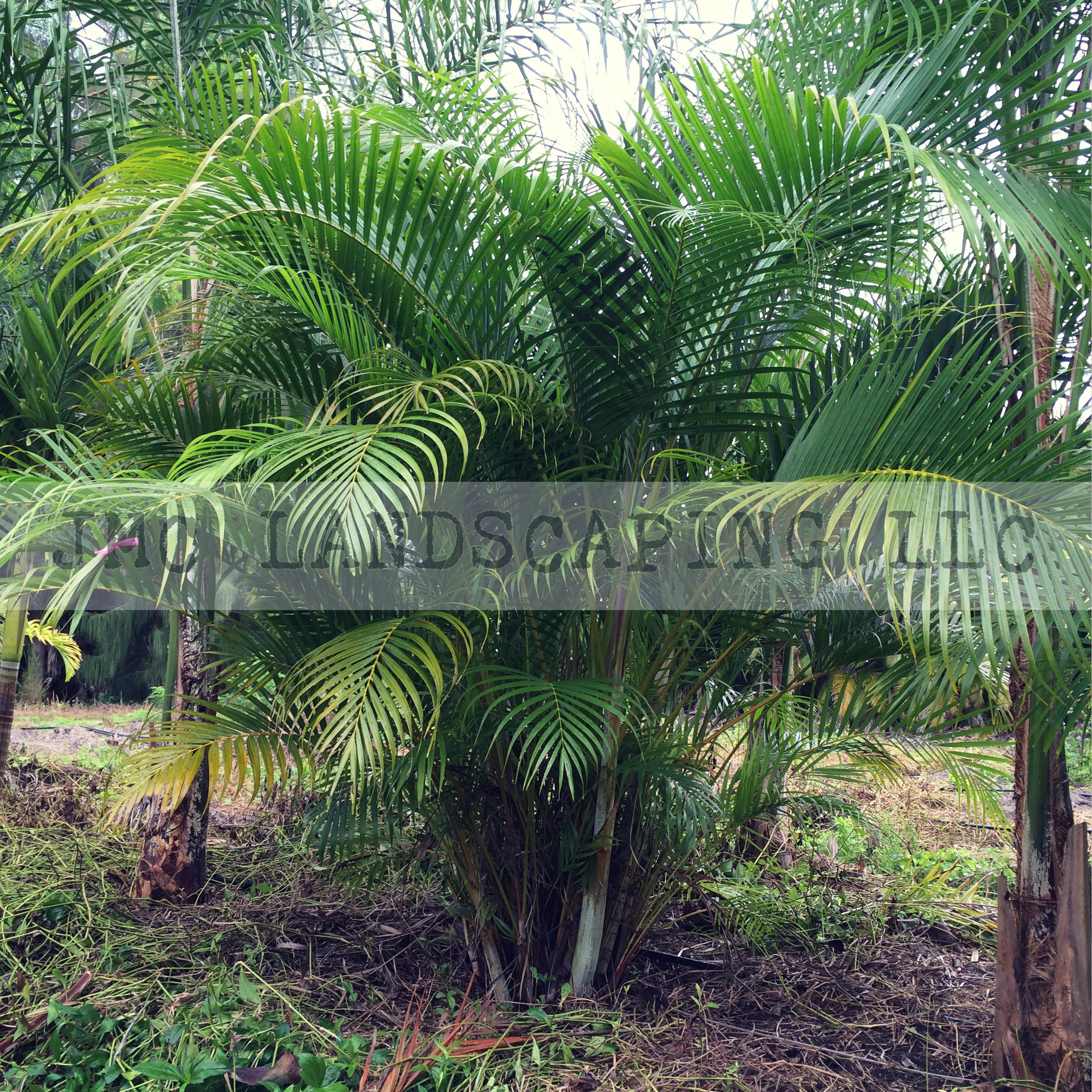 Areca | jmc-landscaping